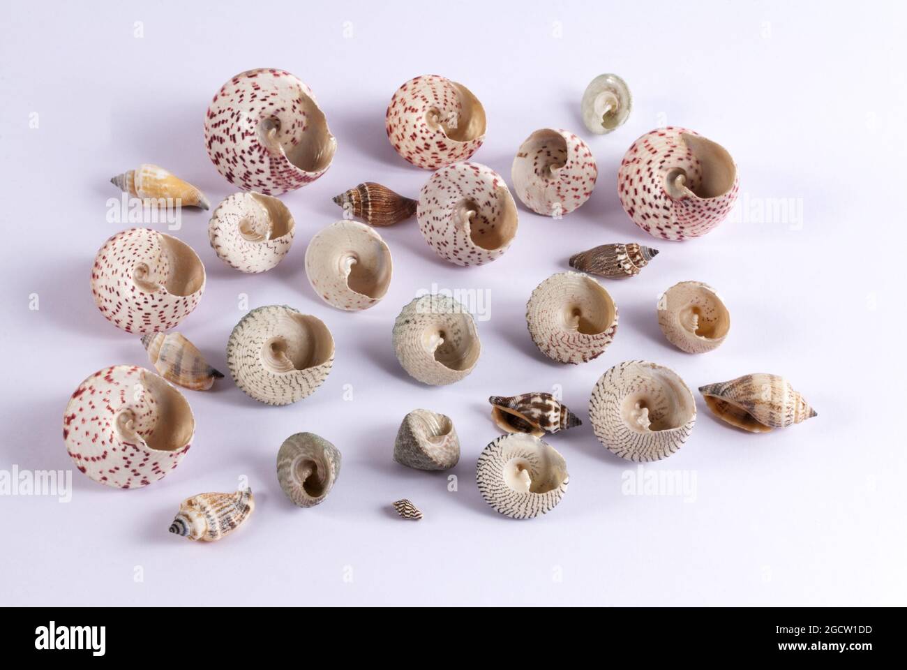 The single sea shell isolated on white background Stock Photo - Alamy