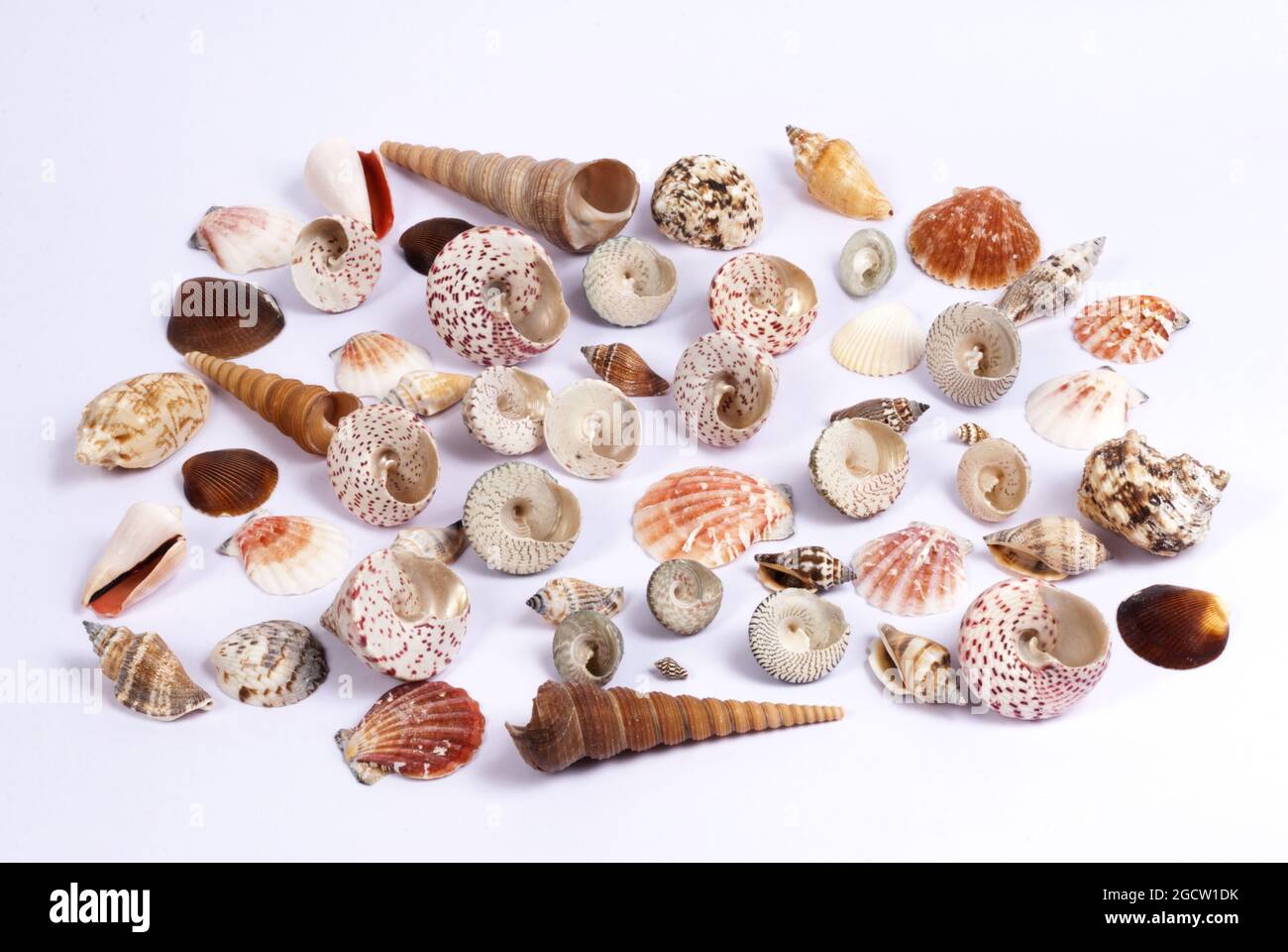 The single sea shell isolated on white background Stock Photo - Alamy