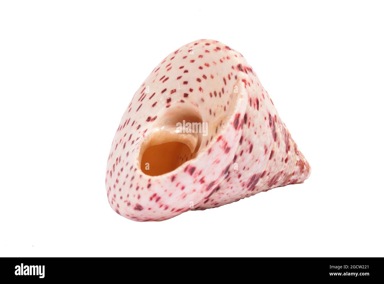 The single sea shell isolated on white background Stock Photo - Alamy