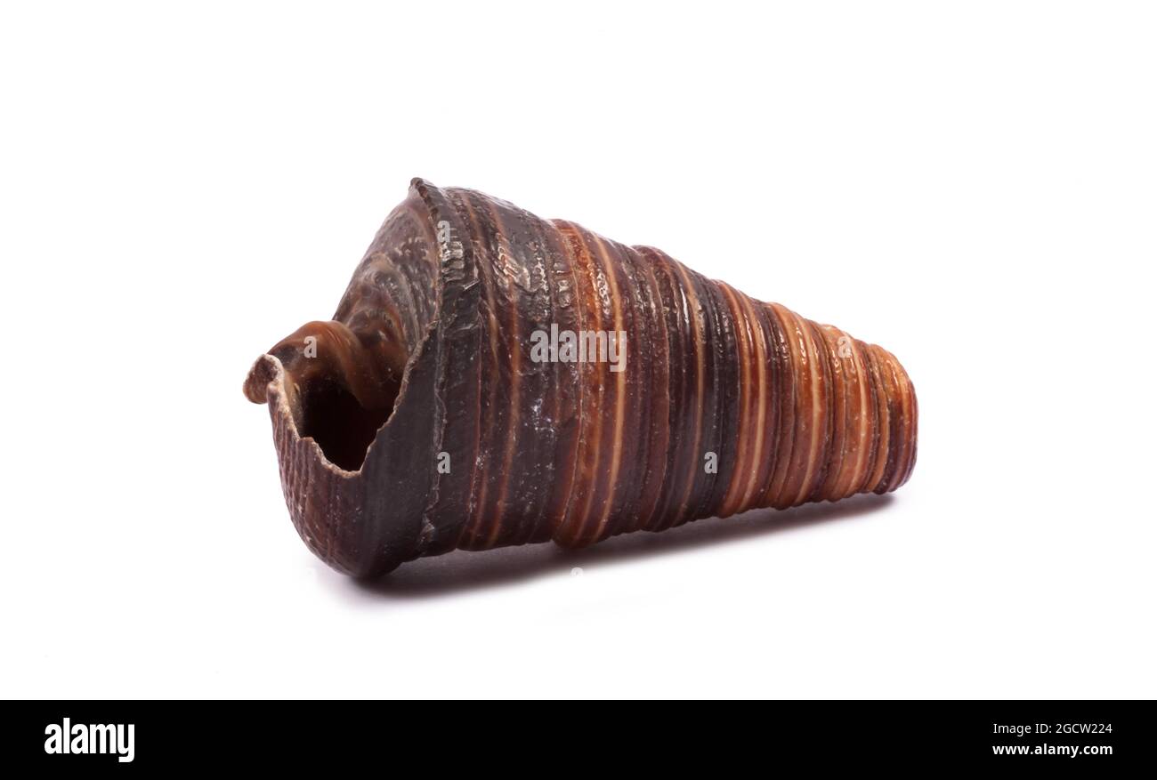 The single sea shell isolated on white background Stock Photo - Alamy