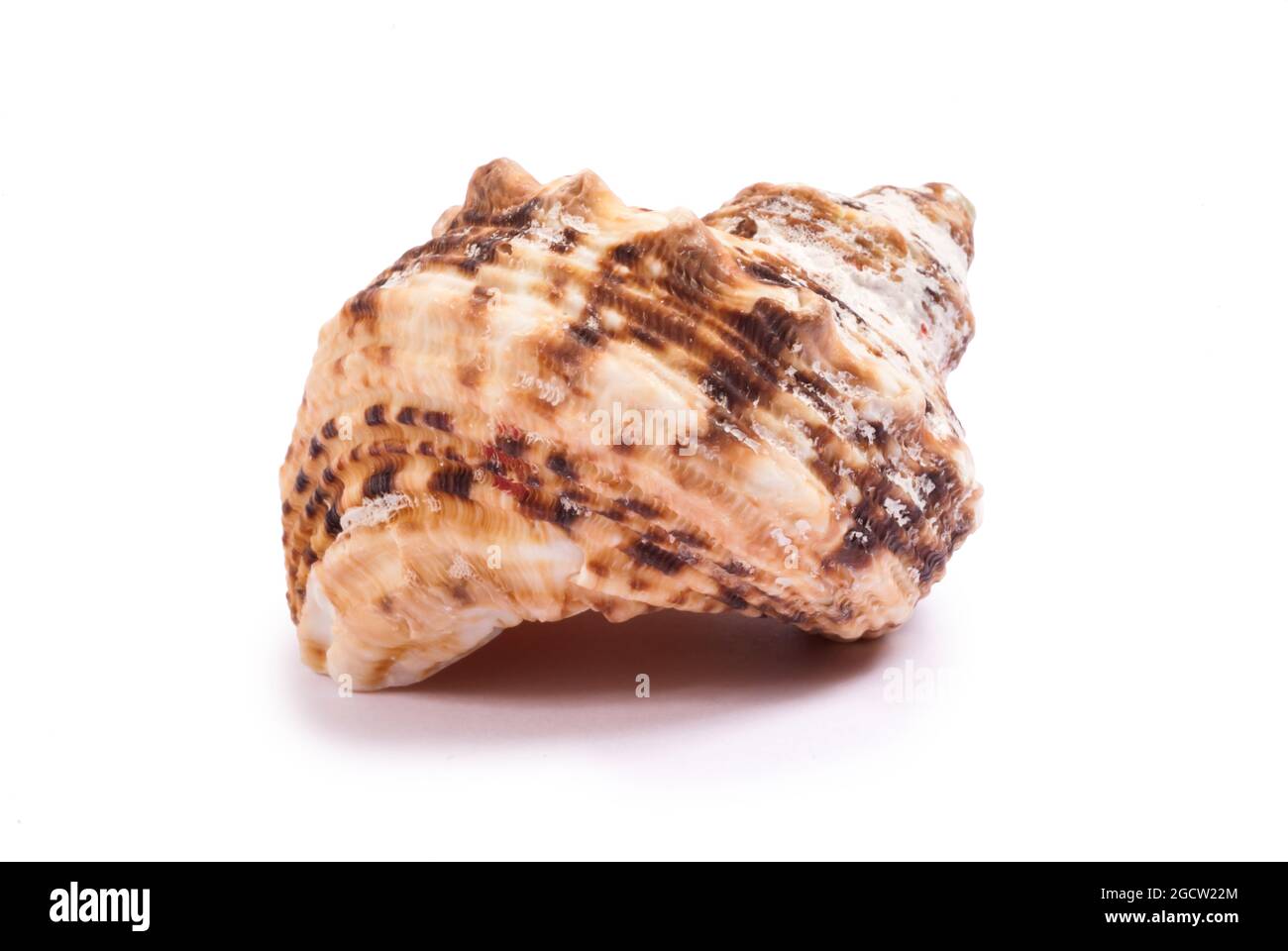 The single sea shell isolated on white background Stock Photo - Alamy