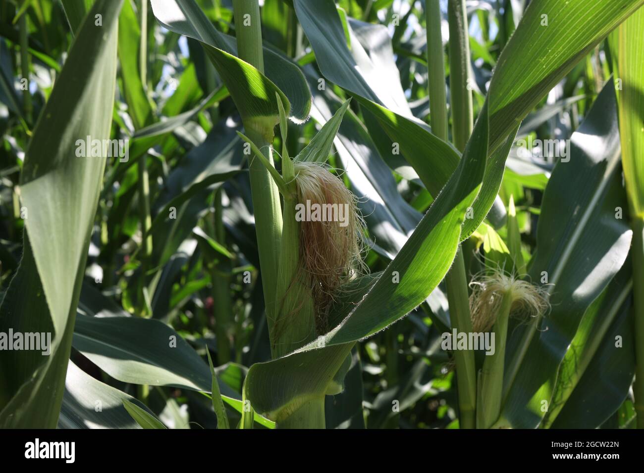 Fossil corn cob hi-res stock photography and images - Alamy