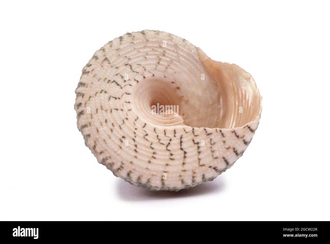 The single sea shell isolated on white background Stock Photo - Alamy