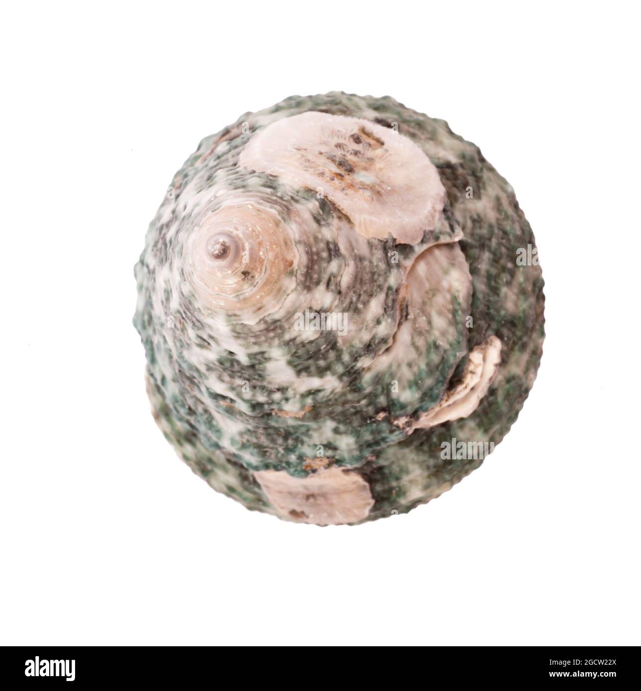 The single sea shell isolated on white background Stock Photo - Alamy