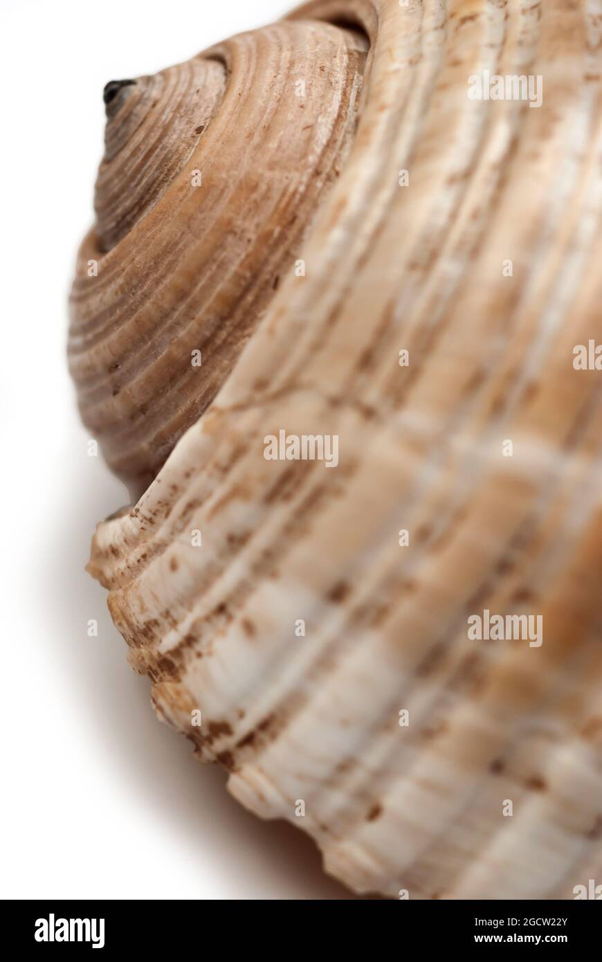 The single sea shell isolated on white background Stock Photo - Alamy