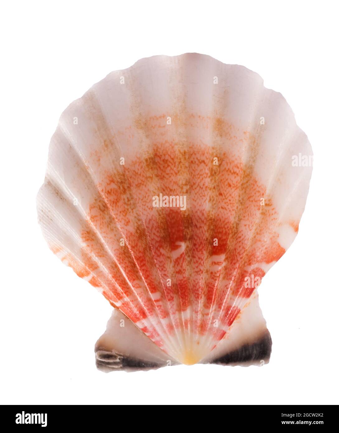 The single sea shell isolated on white background Stock Photo - Alamy