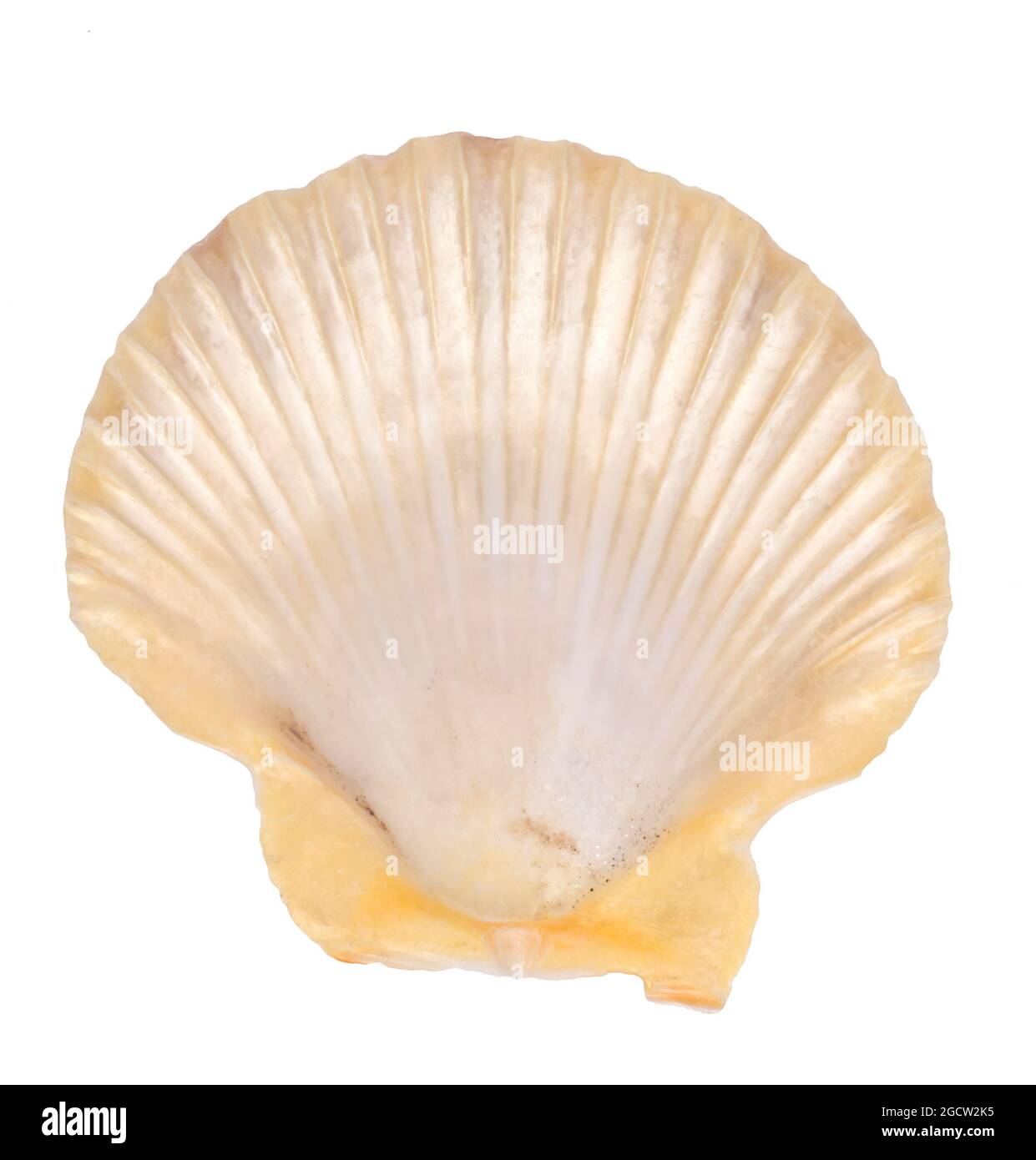 The single sea shell isolated on white background Stock Photo - Alamy