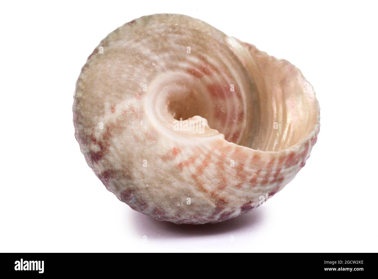 The single sea shell isolated on white background Stock Photo - Alamy