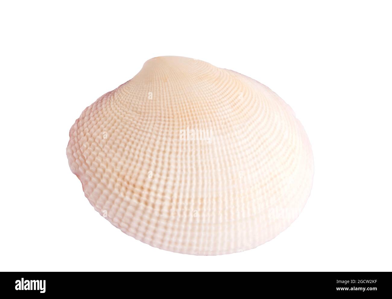 The single sea shell isolated on white background Stock Photo - Alamy