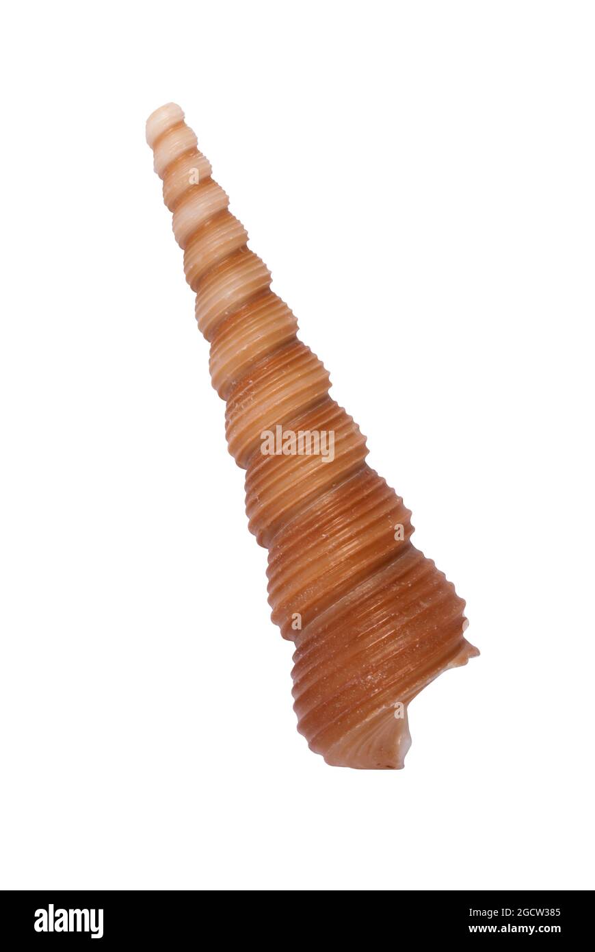 The single sea shell isolated on white background Stock Photo - Alamy