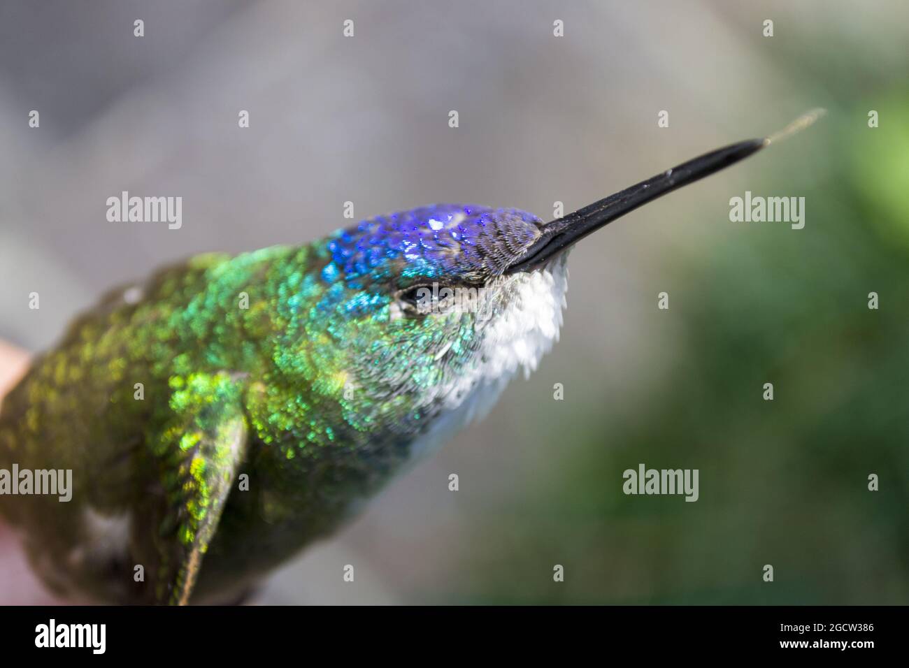 Dead hummingbird hi-res stock photography and images - Alamy