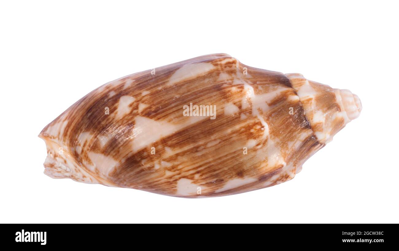 The single sea shell isolated on white background Stock Photo - Alamy