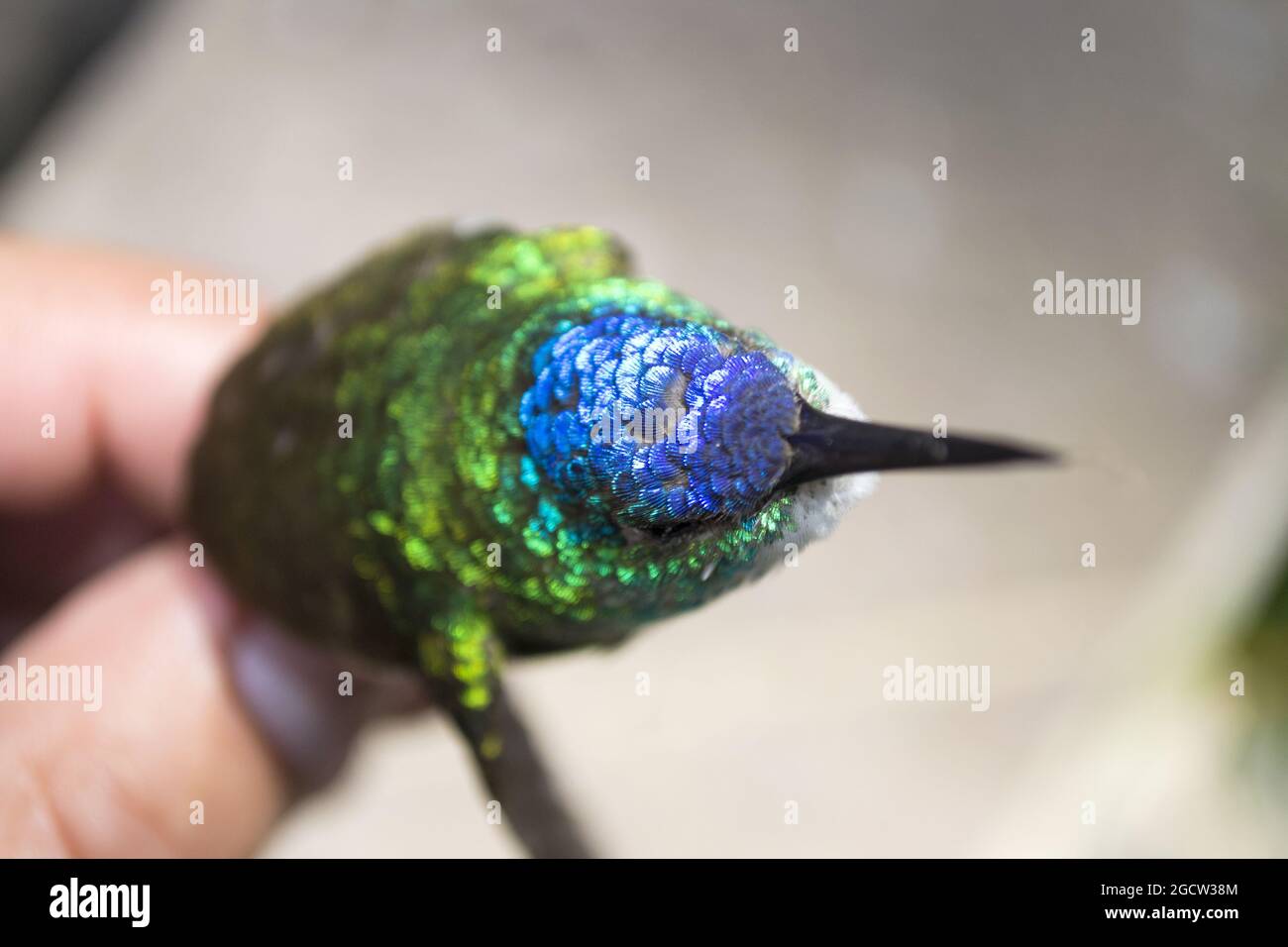 Small colibri multi color dead Stock Photo - Alamy