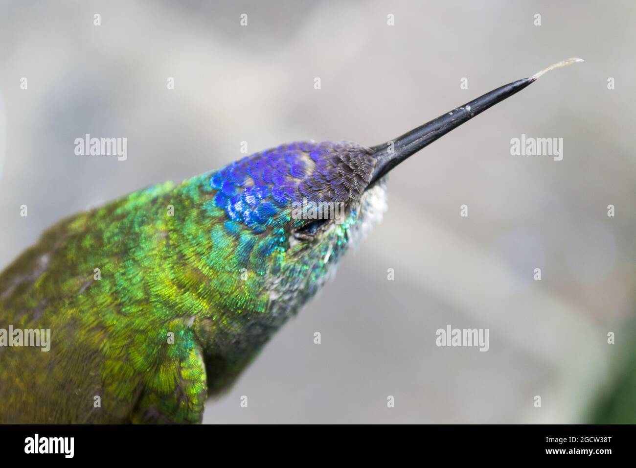 Small colibri multi color dead Stock Photo - Alamy