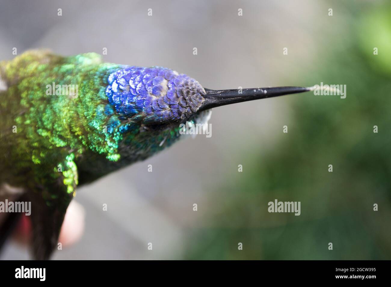 Small colibri multi color dead Stock Photo - Alamy