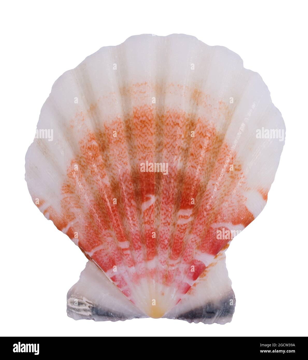 The single sea shell isolated on white background Stock Photo - Alamy