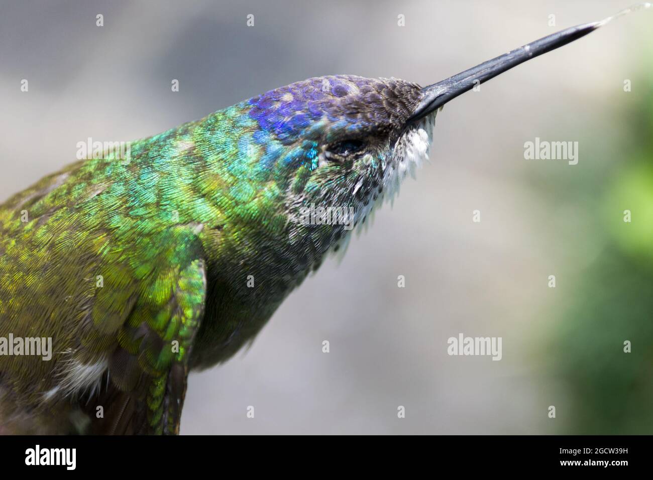 Small colibri multi color dead Stock Photo - Alamy