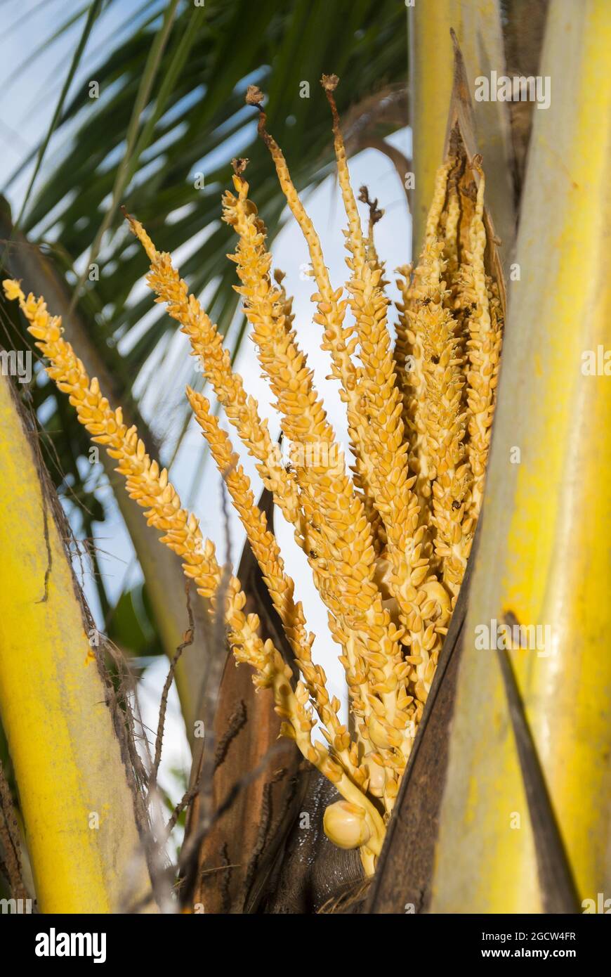 Tropical Yellow coconuts in palm tree detail Stock Photo - Alamy