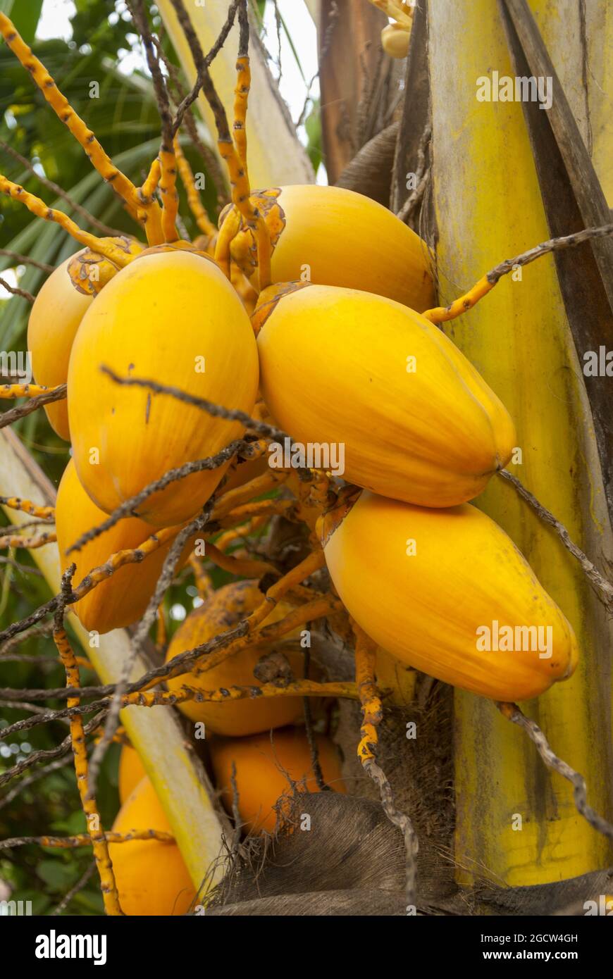 Tropical Yellow coconuts in palm tree detail Stock Photo - Alamy