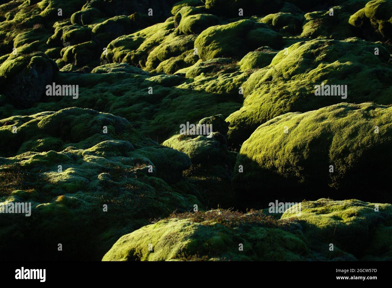 Volcanic landscape covered with soft arctic moss in Iceland Stock Photo ...
