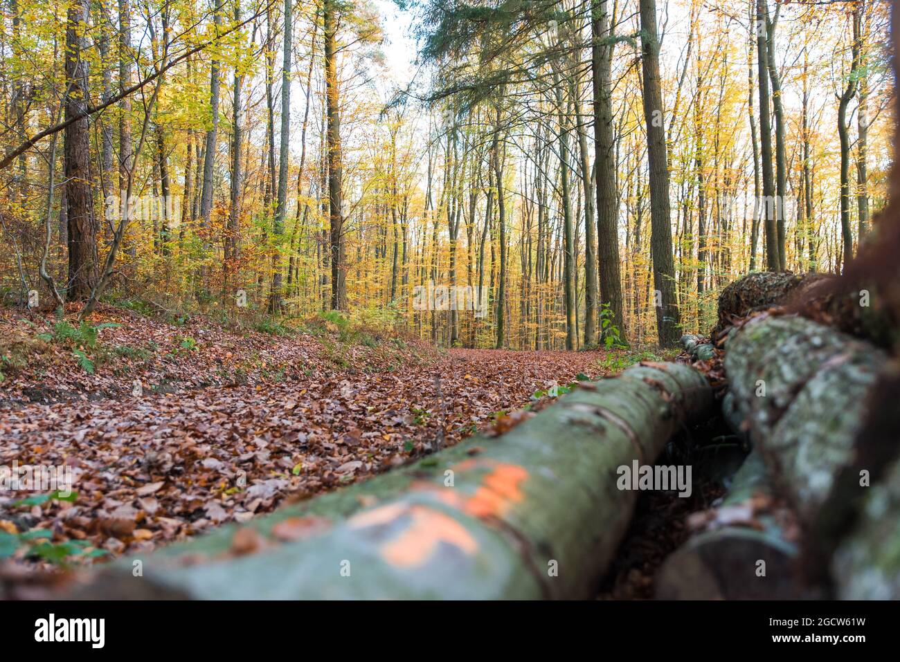 Path through fall forest covered with leaves Stock Photo - Alamy