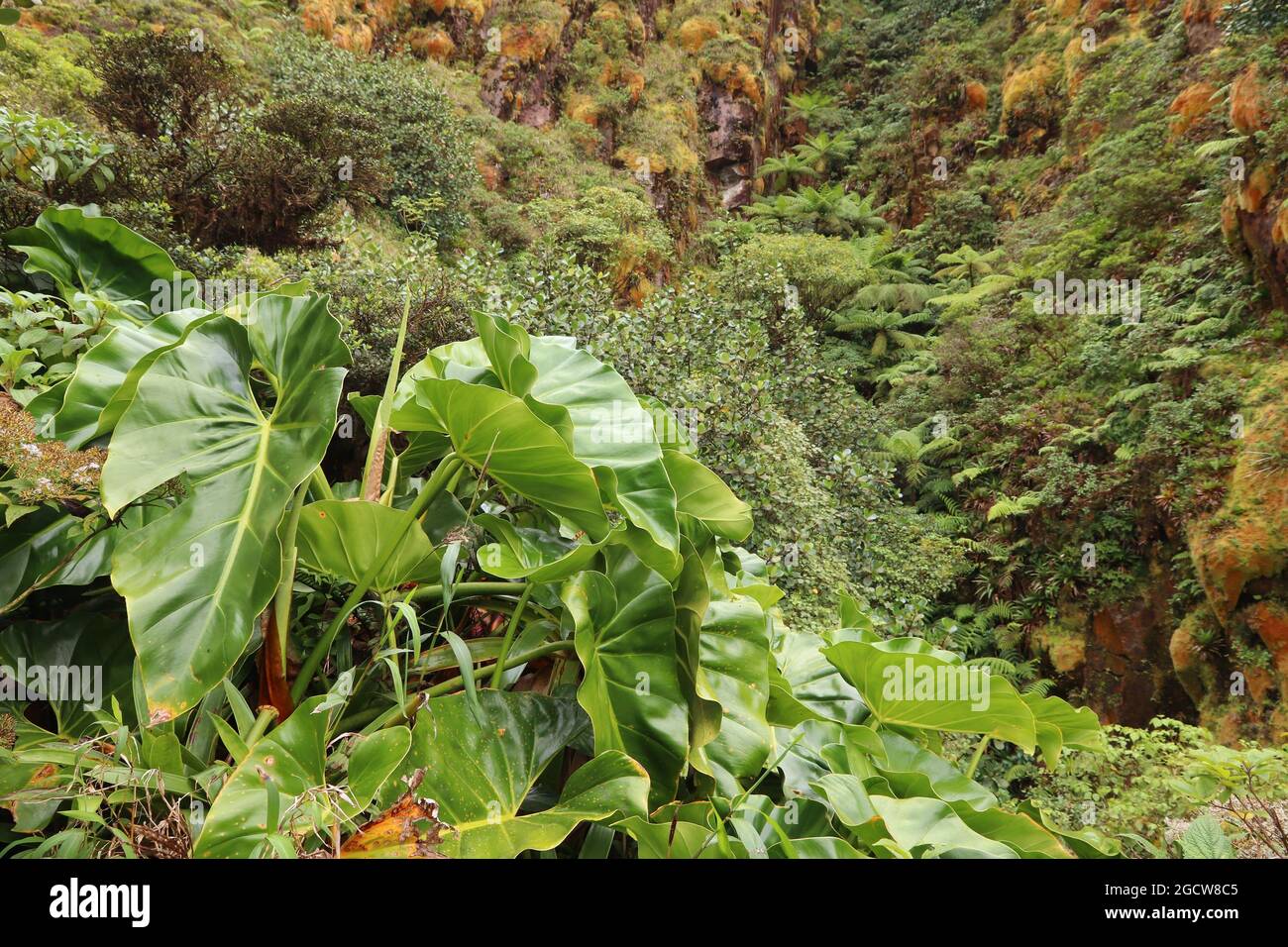 Plants in Guadeloupe. Philodendron giganteum - giant philodendron. La ...
