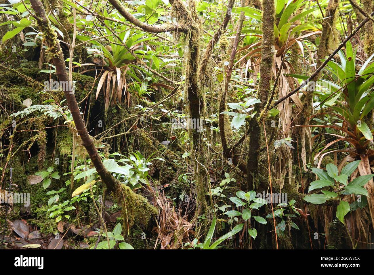Volcano La Soufriere rainforest hiking trail in Guadeloupe. Green ...