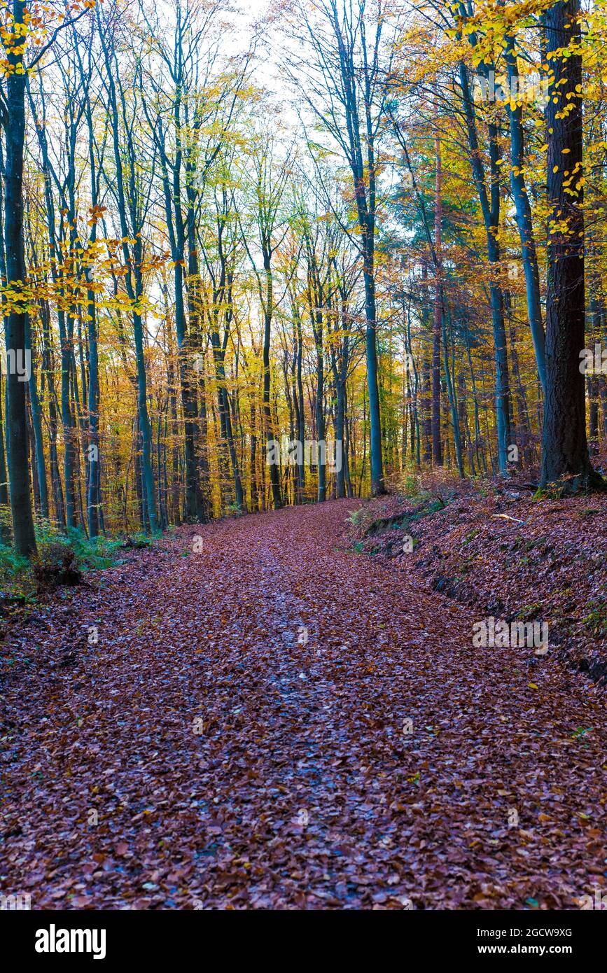 Path through fall forest covered with leaves Stock Photo - Alamy