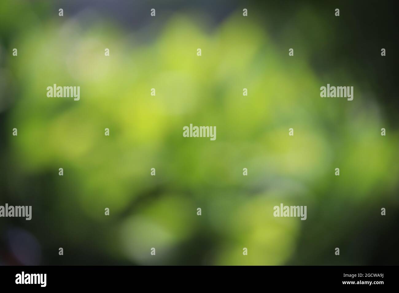 Defocused forest background. Blurred green jungle abstract texture ...