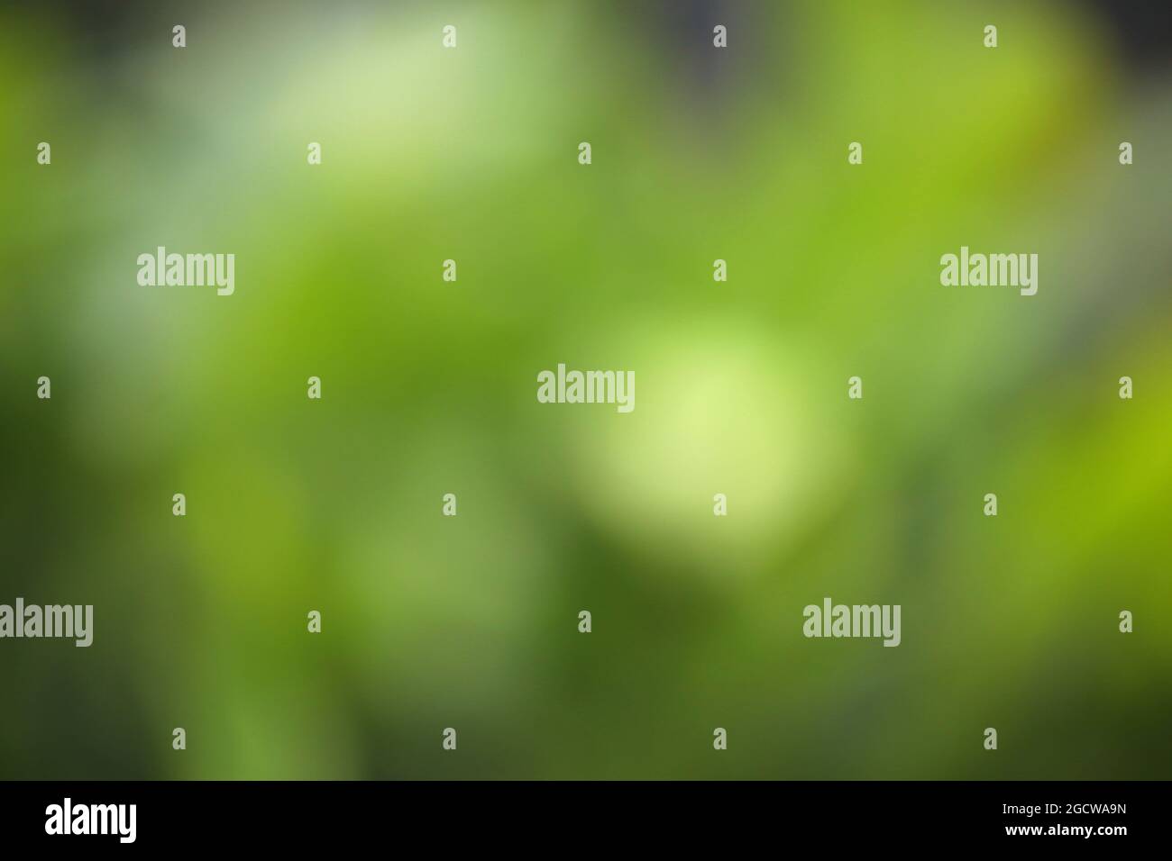 Defocused forest background. Blurred green jungle abstract texture ...