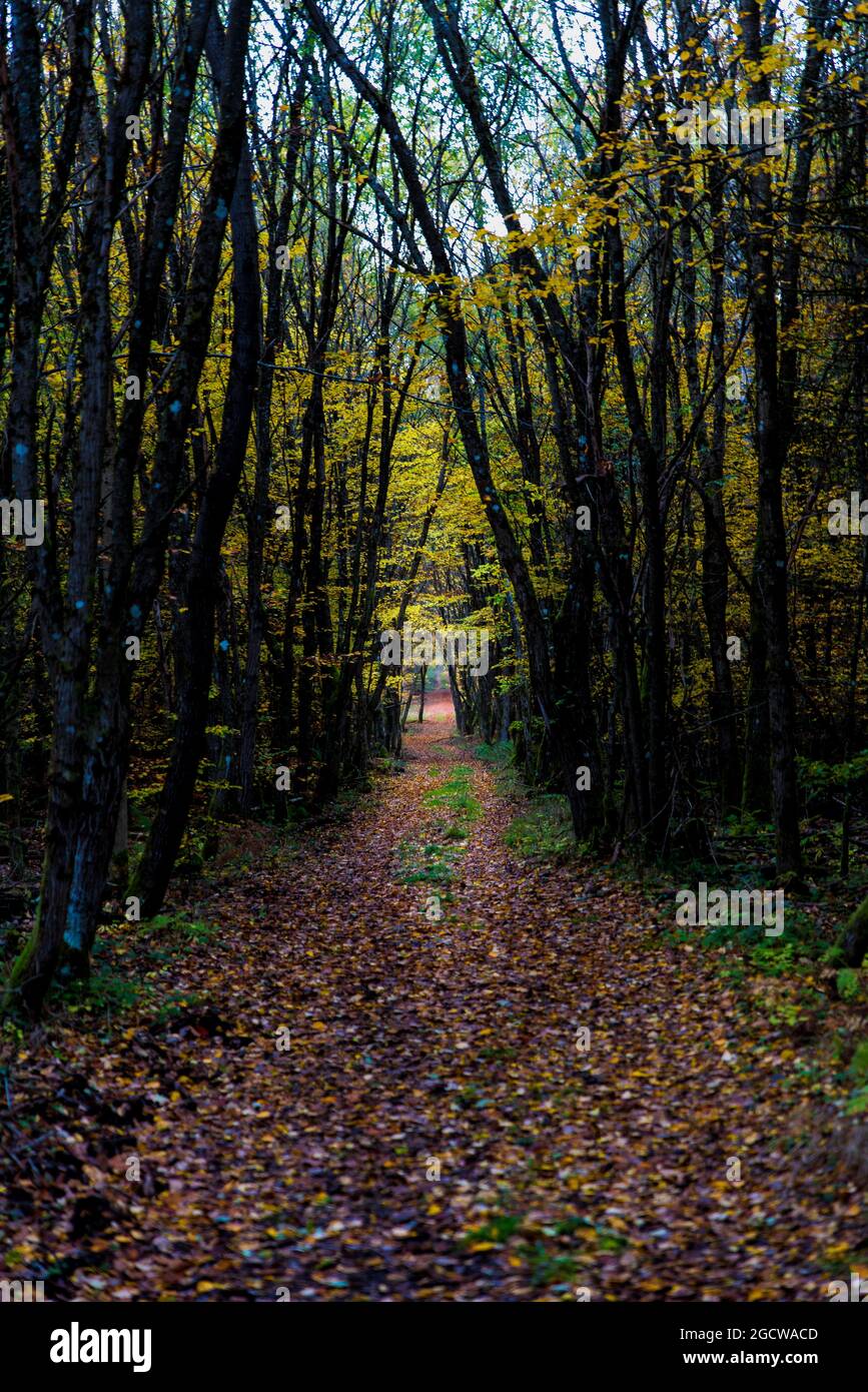 Path through fall forest covered with leaves Stock Photo - Alamy
