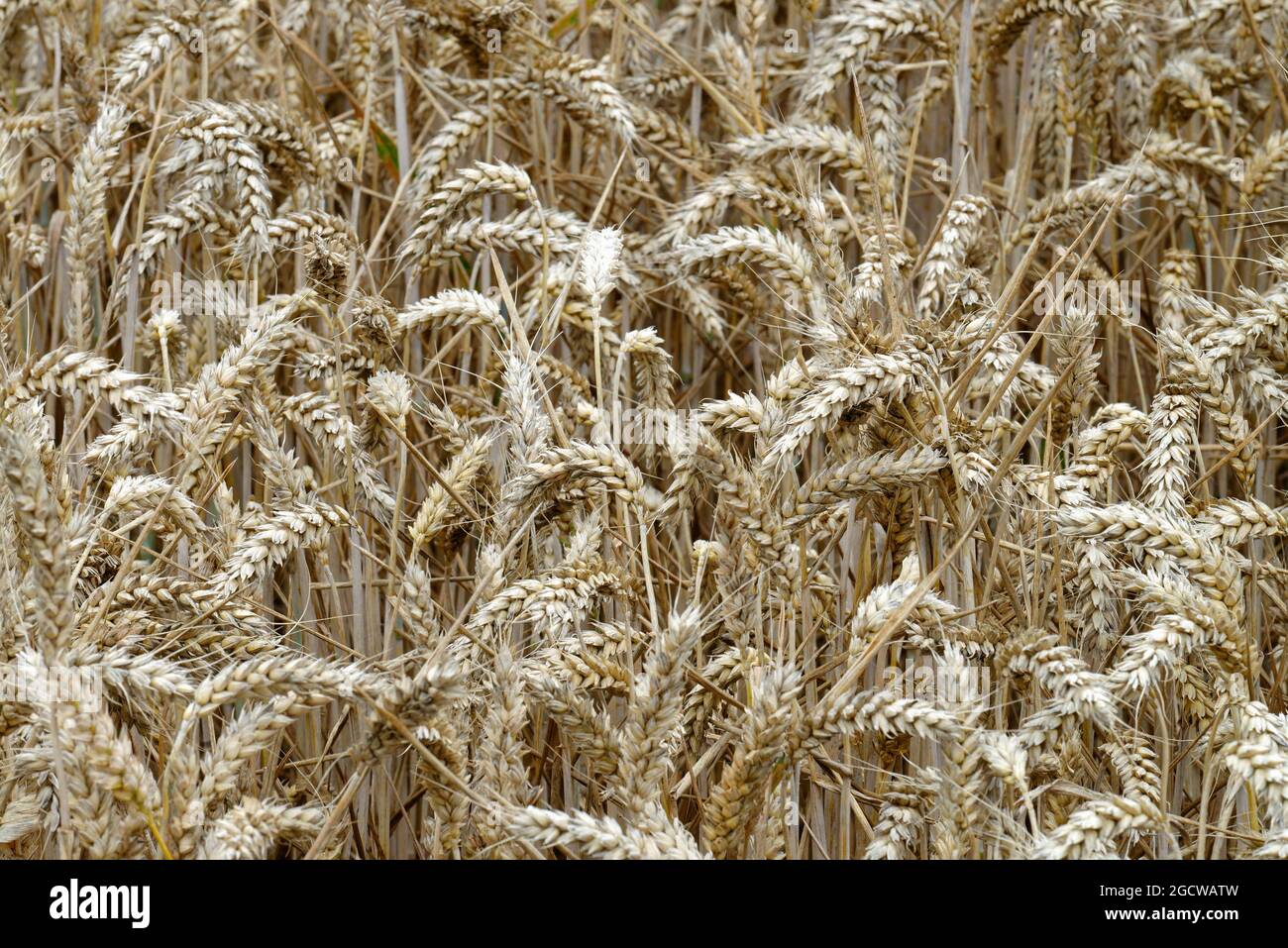 Ears of yellow corn hi-res stock photography and images - Alamy