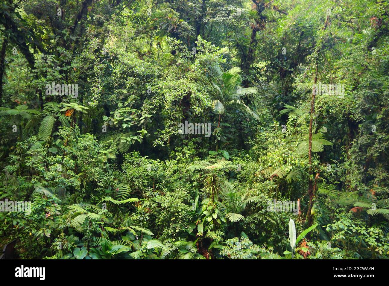 Nature in Guadeloupe Caribbean island. Green rainforest in Guadeloupe ...