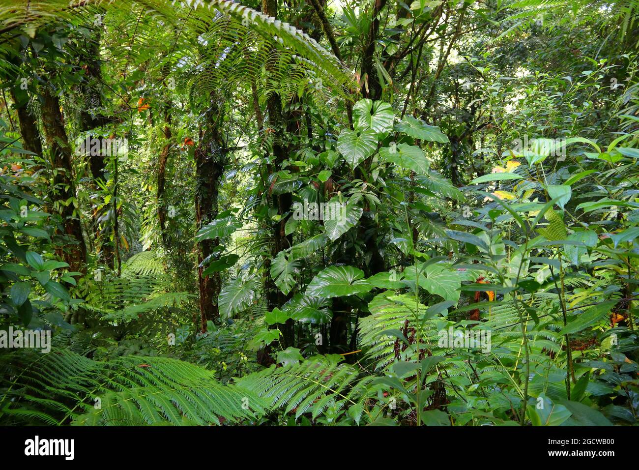 Nature in Guadeloupe Caribbean island. Green rainforest in Guadeloupe ...