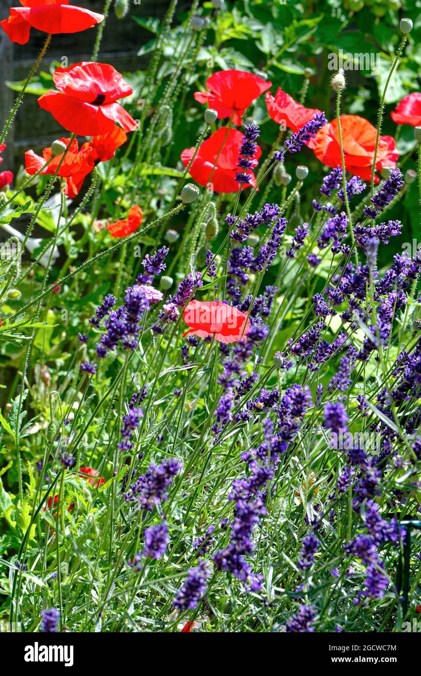 Lavender and poppies hi-res stock photography and images - Alamy