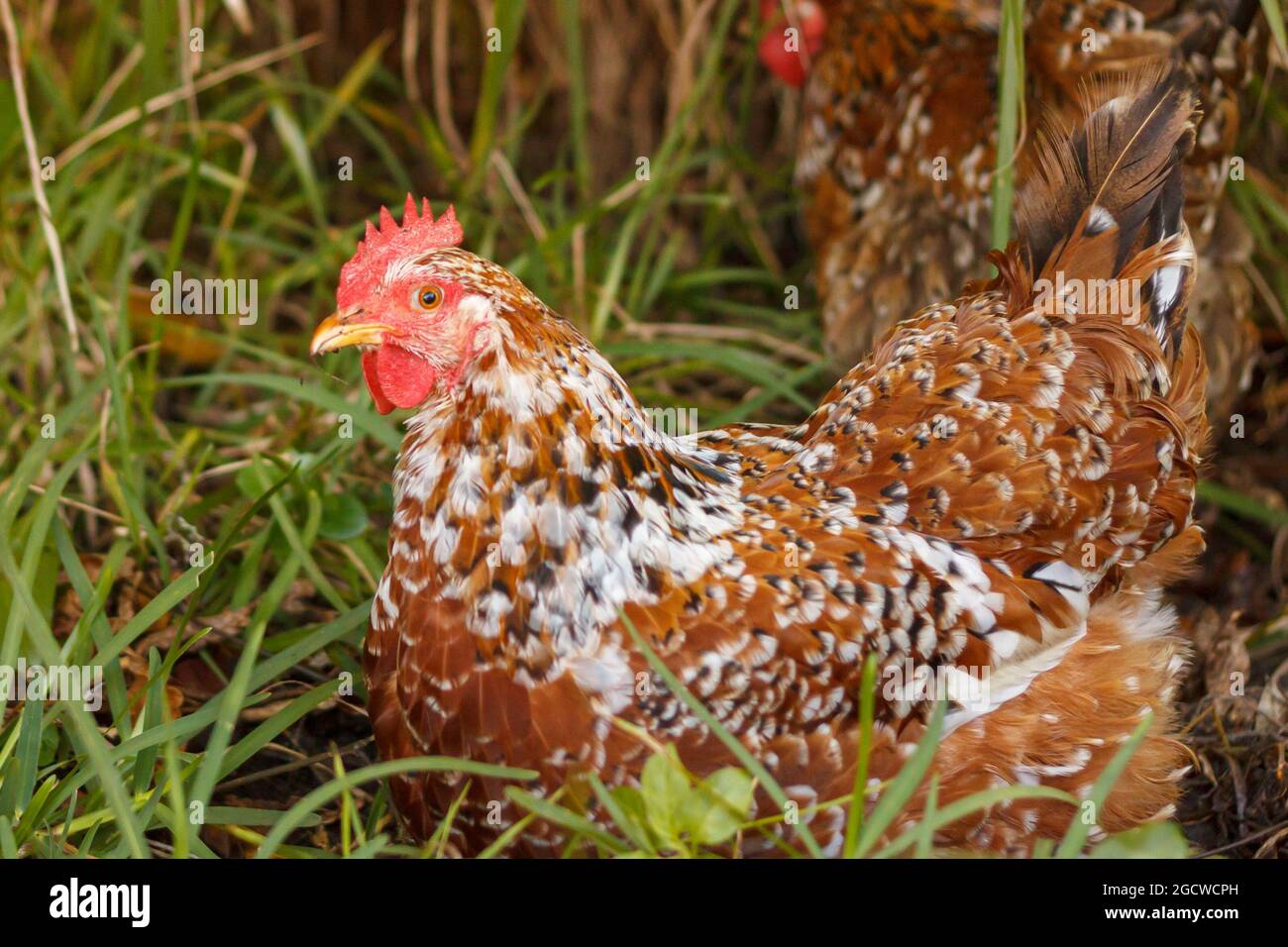free-range hens hiding in the grass Stock Photo - Alamy