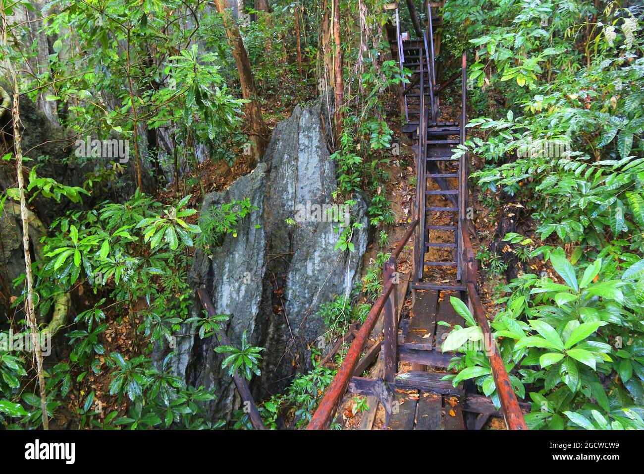 Jungle hiking trail in Palawan island, Philippines. Tropical karst ...