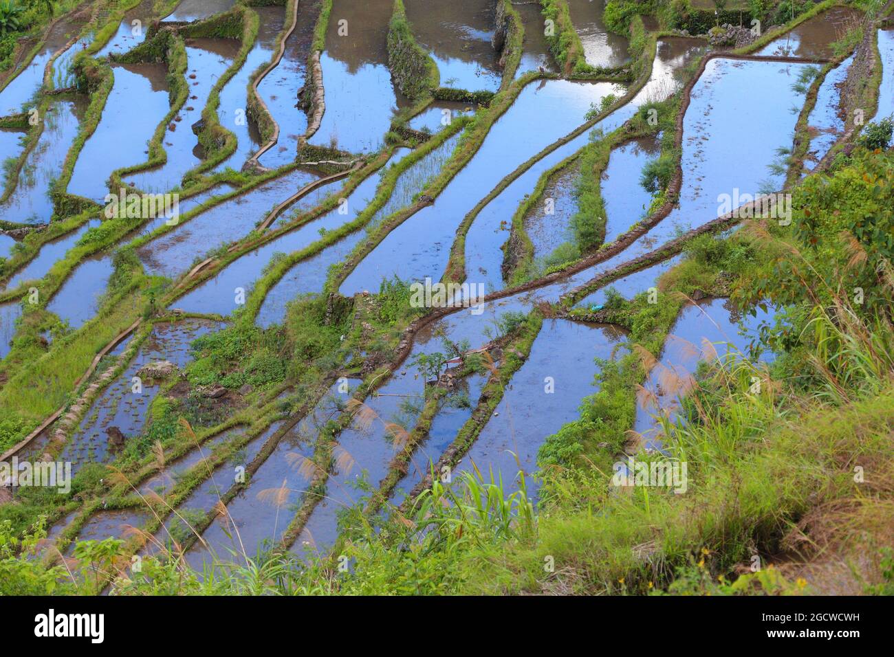 Rice terrace landscape in Philippines. Rice terraces of Batad ...