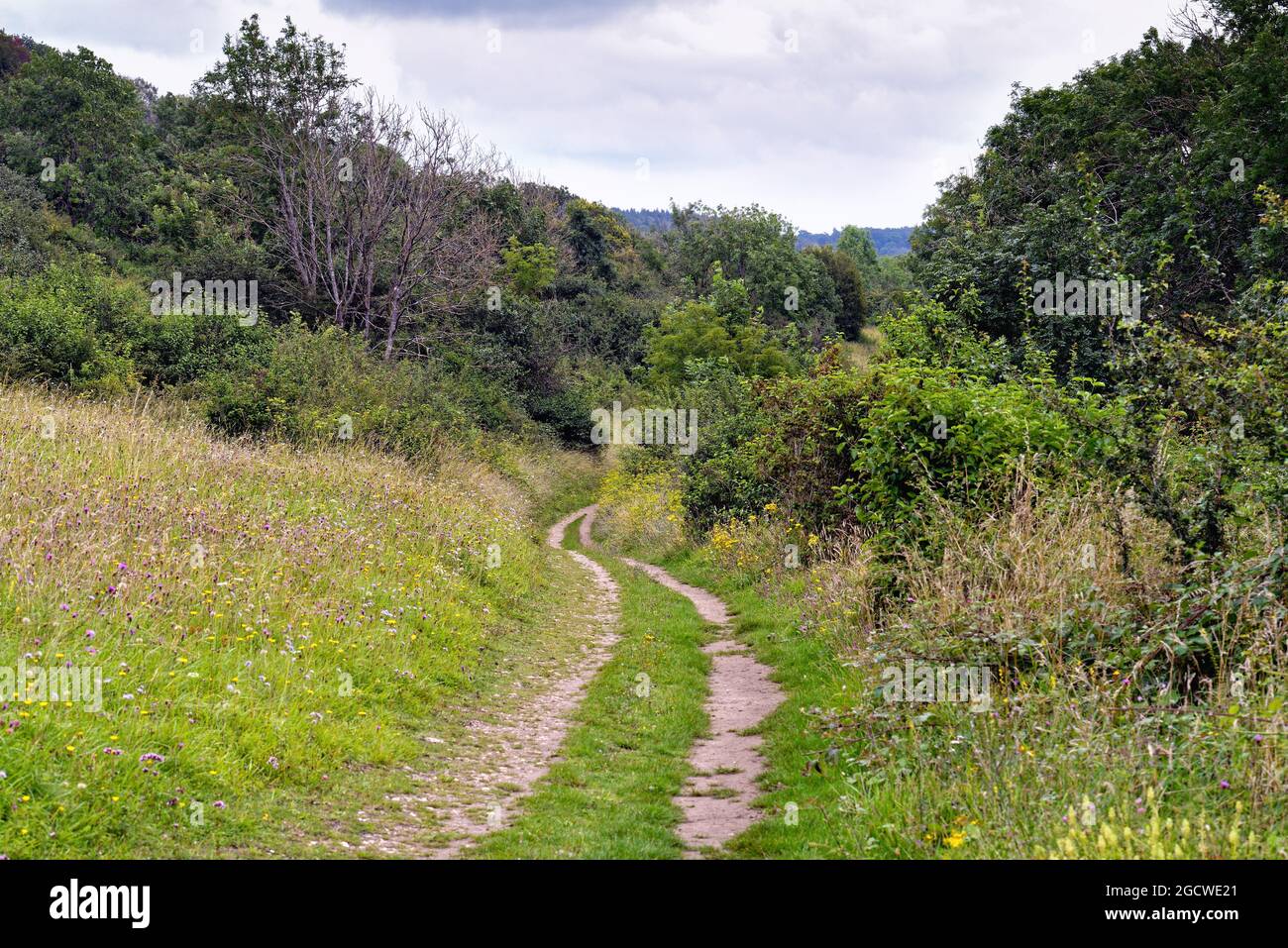 The North Downs Way footpath meandering through the Surrey Hills at ...