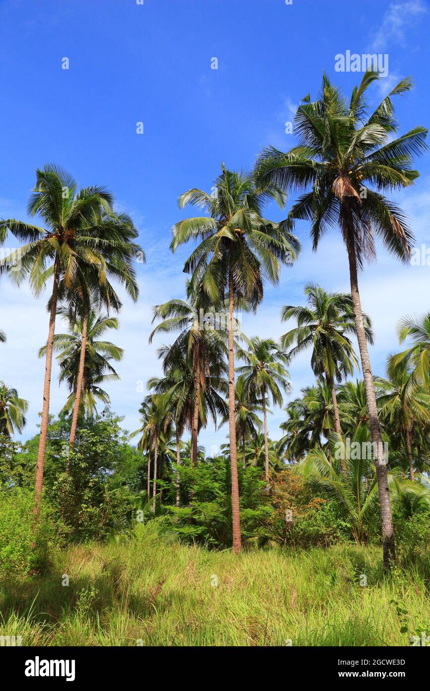 Palm trees of Palawan. Beautiful landscape in Philippines Stock Photo ...