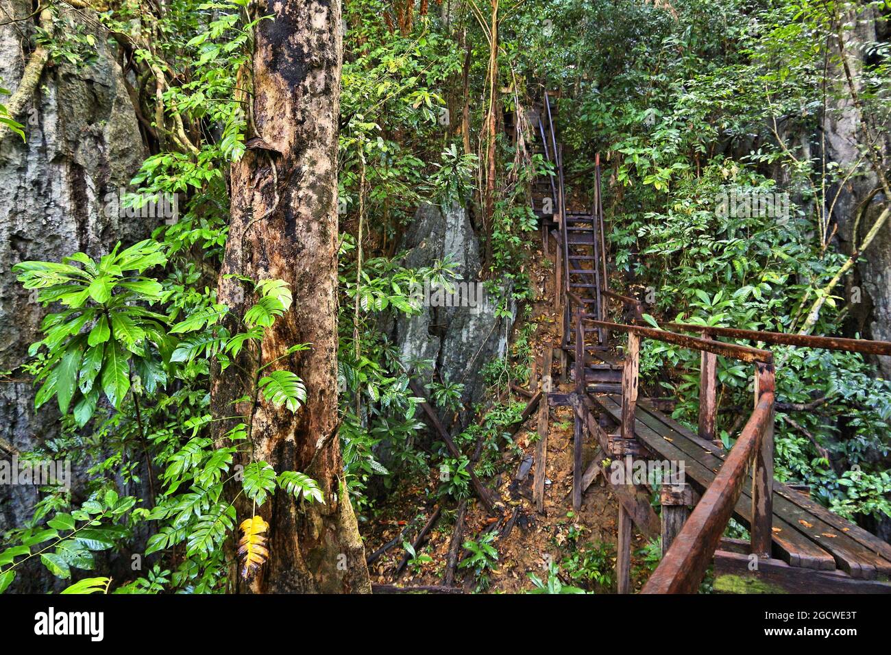 Rainforest palawan sabang hi-res stock photography and images - Alamy