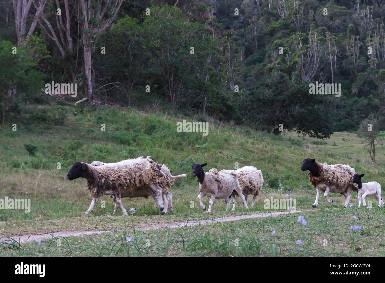 Dorper sheep hi-res stock photography and images - Alamy