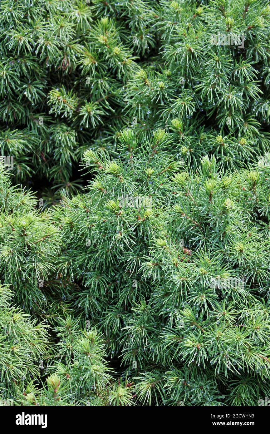 Beautiful pine tree growing in the local garden in the bright summer ...