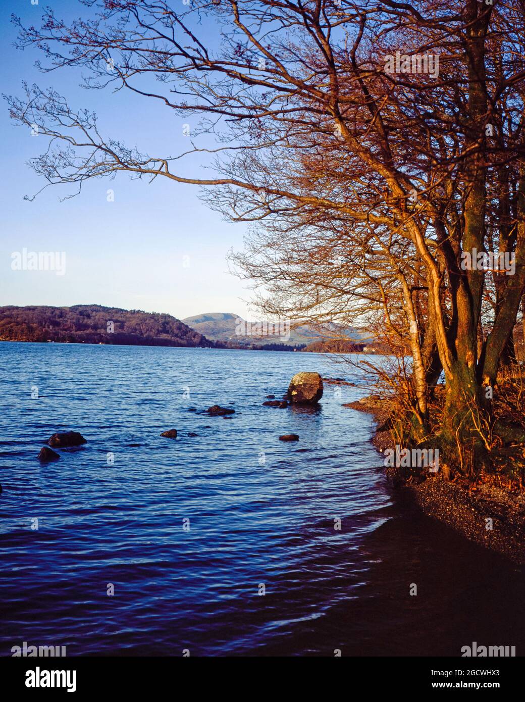 Trees growing beside the shoreline of Windermere near Storrs on a ...