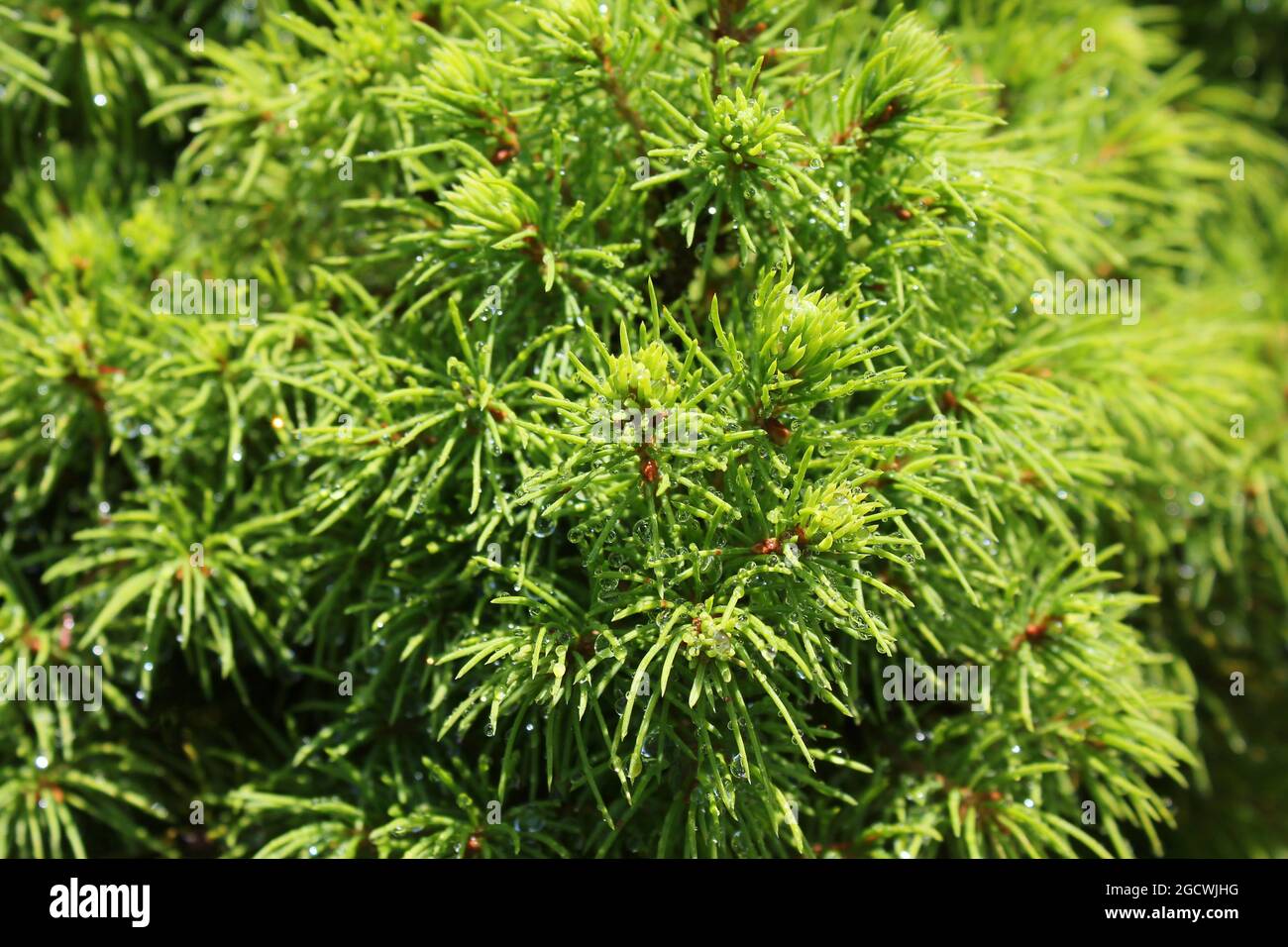 Beautiful pine tree growing in the local garden in the bright summer ...