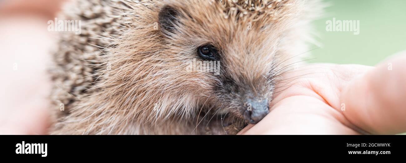 a man's hand holds a cute little wild prickly hedgehog. rescue and care ...