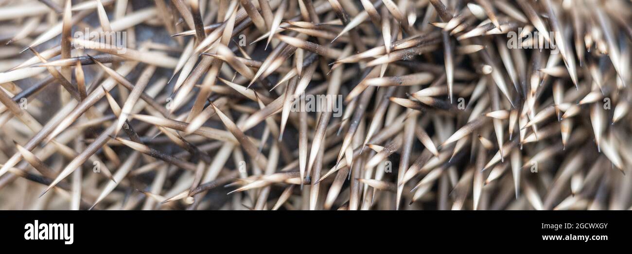 background of brown and white hedgehog spines close up. natural animal ...