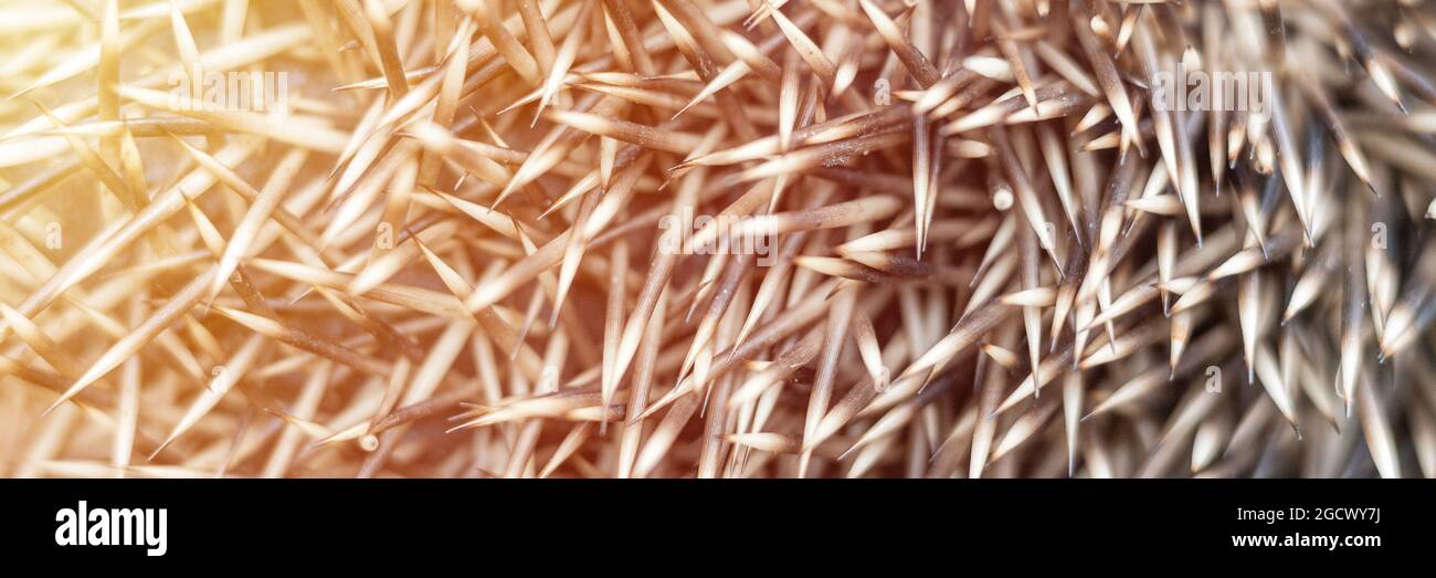 background of brown and white hedgehog spines close up. natural animal ...