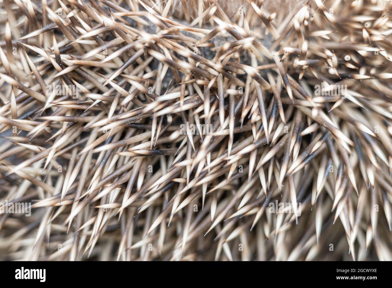 background of brown and white hedgehog spines close up. natural animal ...