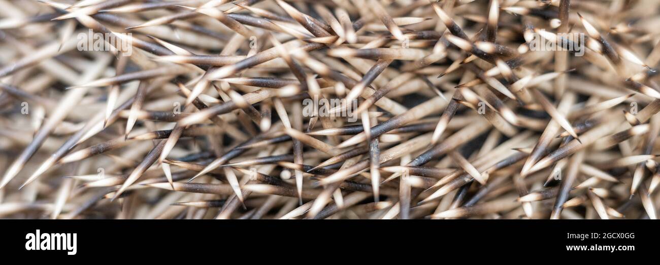 background of brown and white hedgehog spines close up. natural animal ...